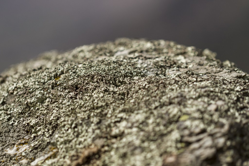 Tiny Worlds – Creative Macro Photography