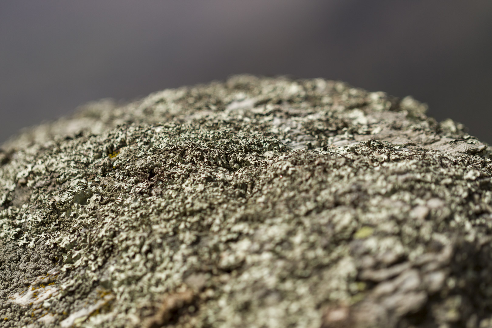 Tiny Worlds – Creative Macro Photography