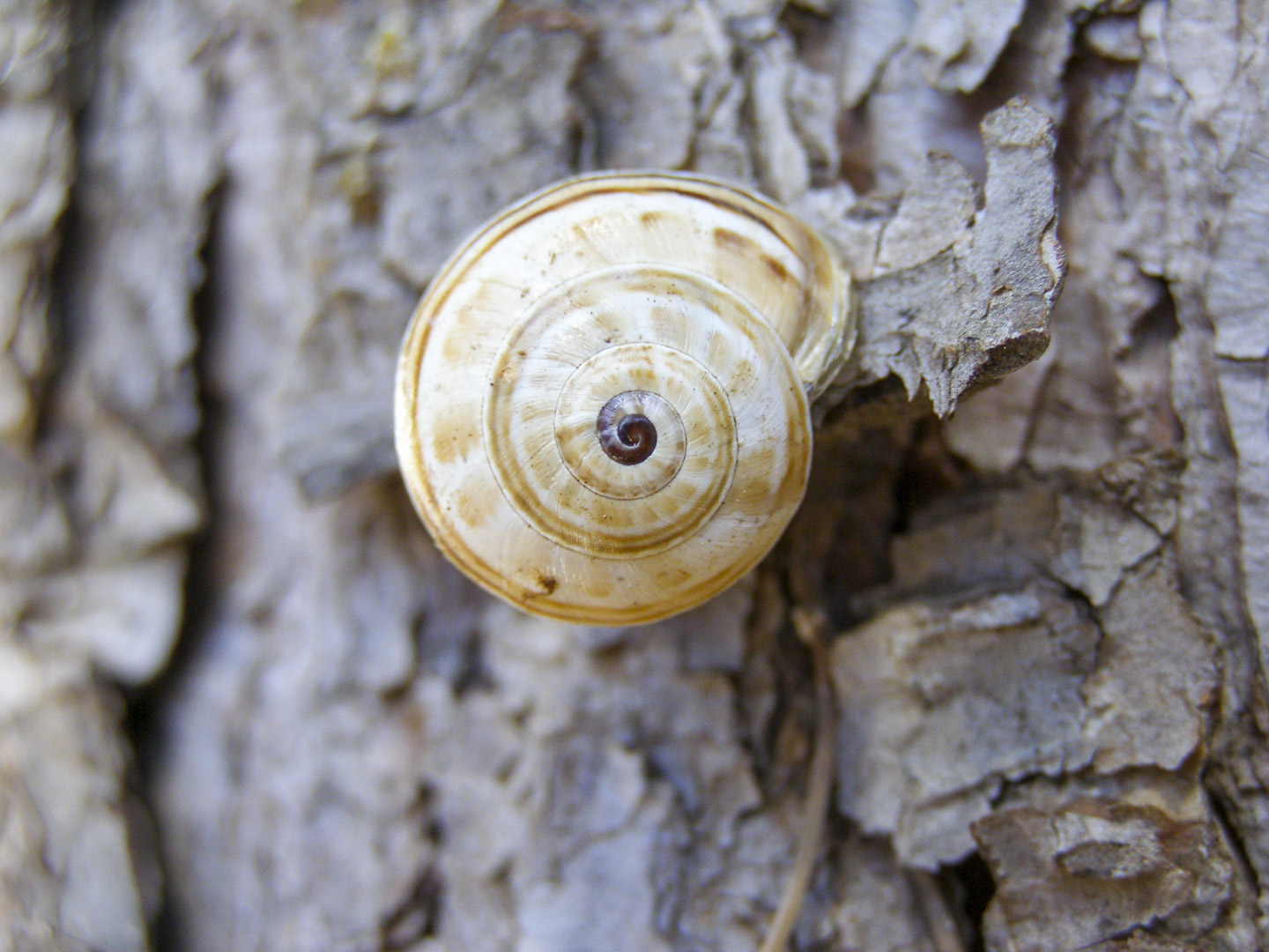 Tiny Worlds – Creative Macro Photography