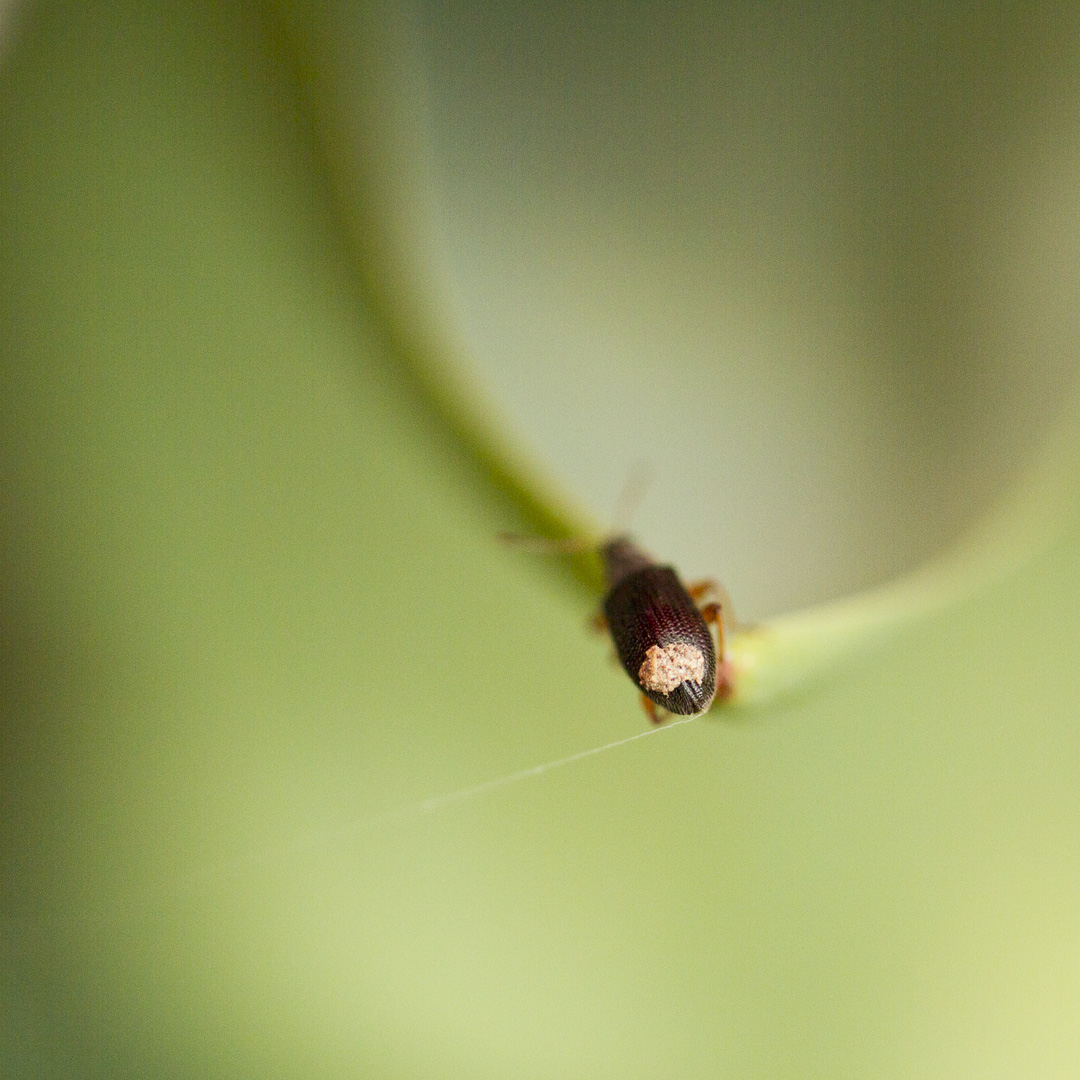 Tiny Worlds – Creative Macro Photography